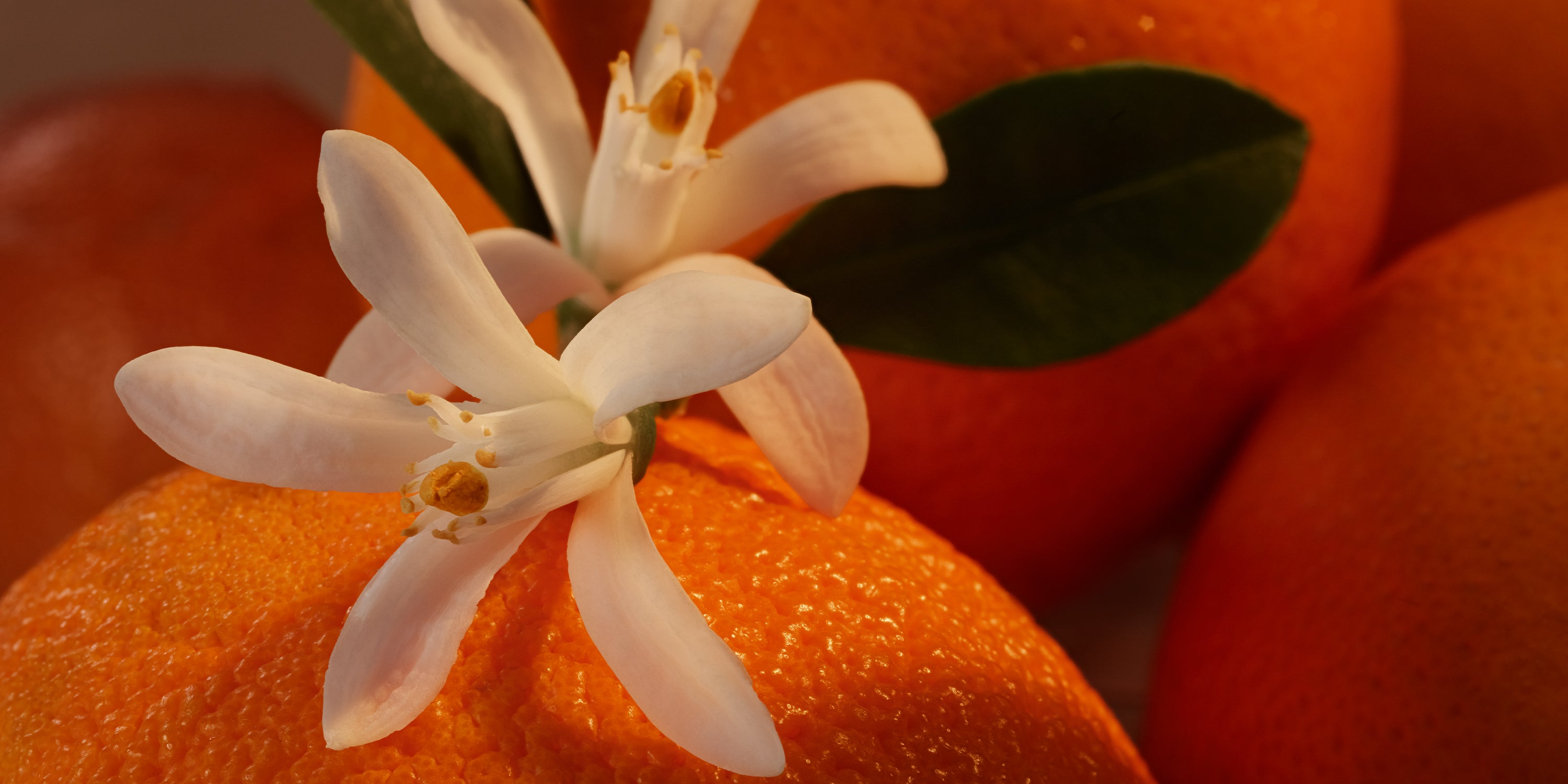 Citrus Notes - whind – whind-US