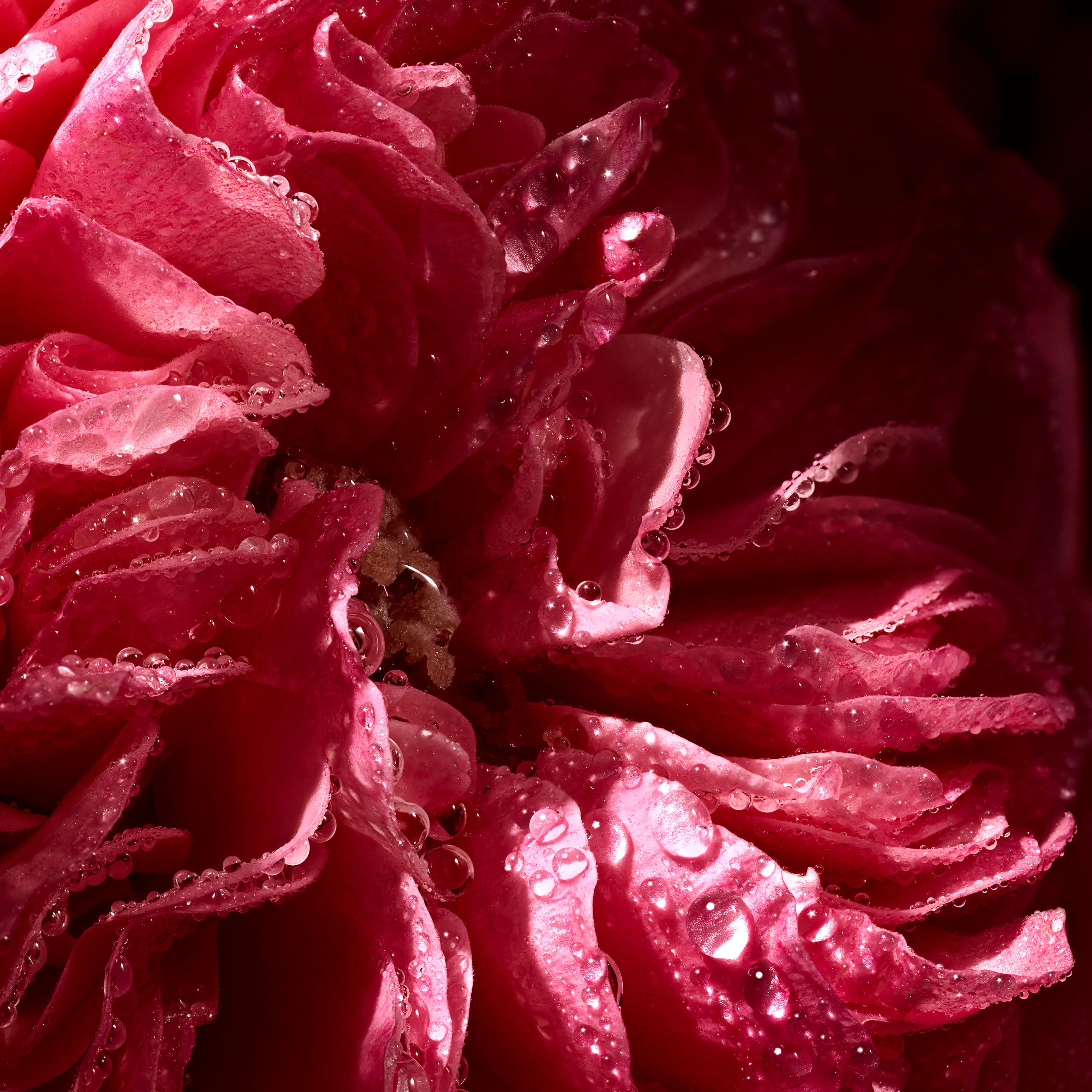 Rose Saffron Fragrance | whind – whind-US